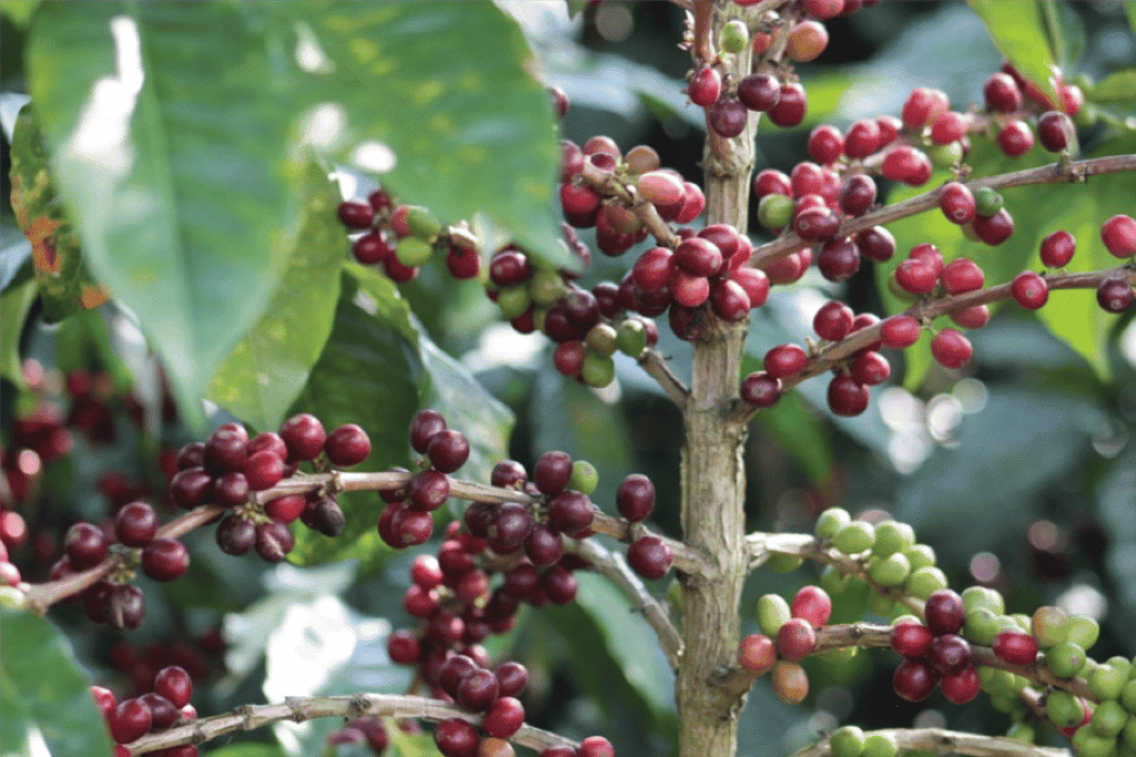 Café wush wush, todo lo que tienes que saber - INCAPTO